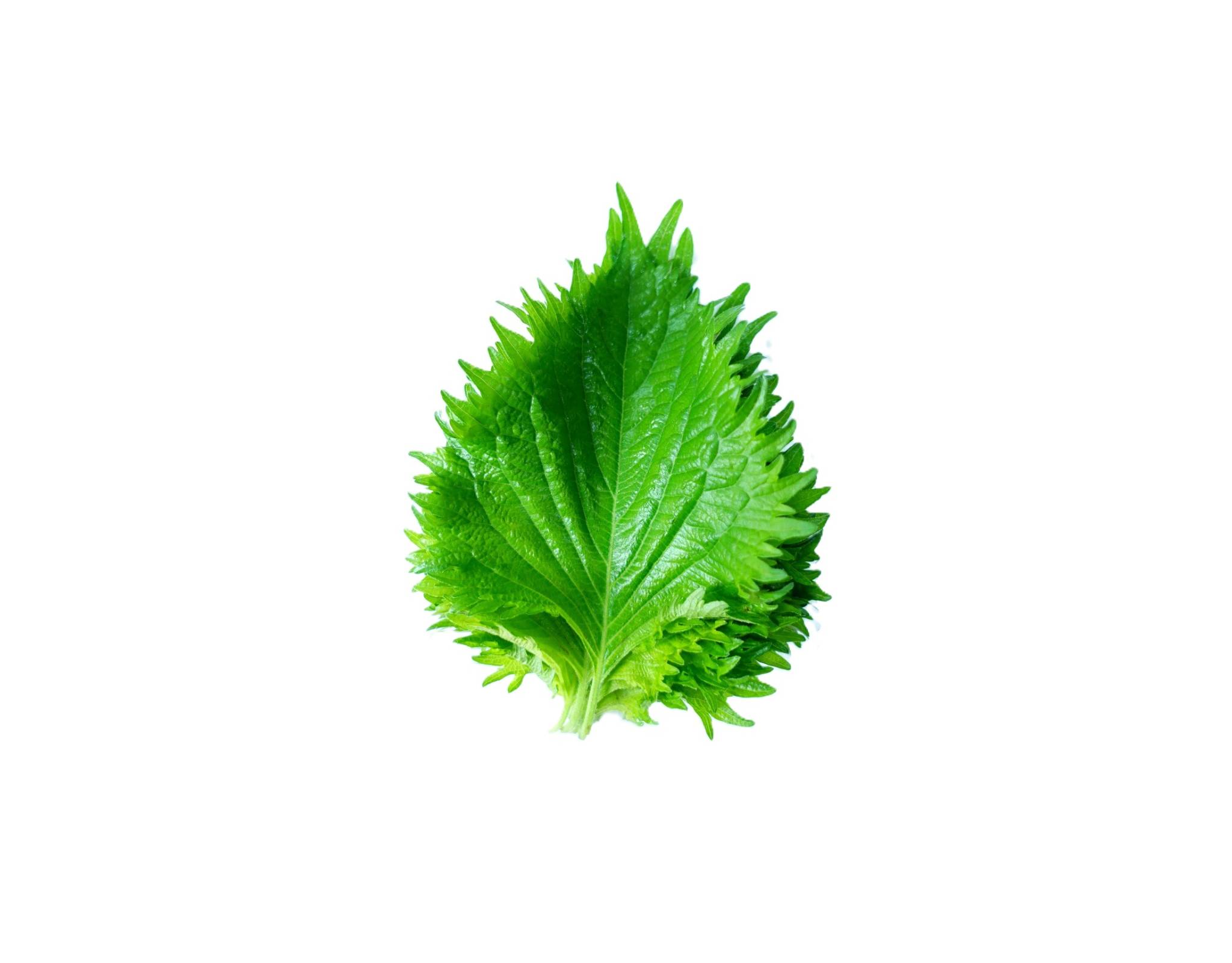 Chitose Oba Leaf Fresh Japanese Herb | myAEON2go