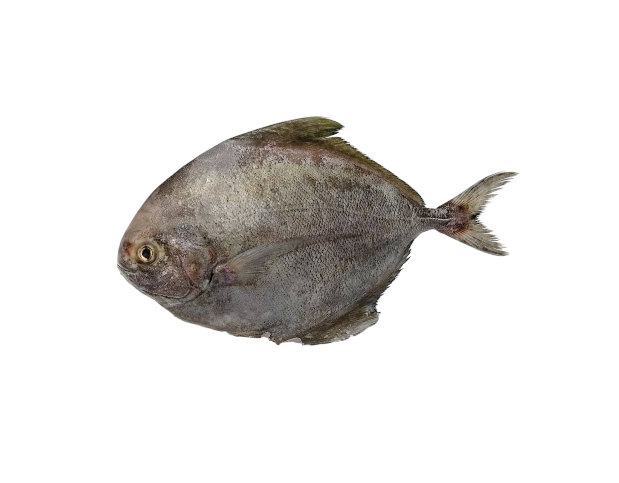 Bawal Hitam | myaeon2go